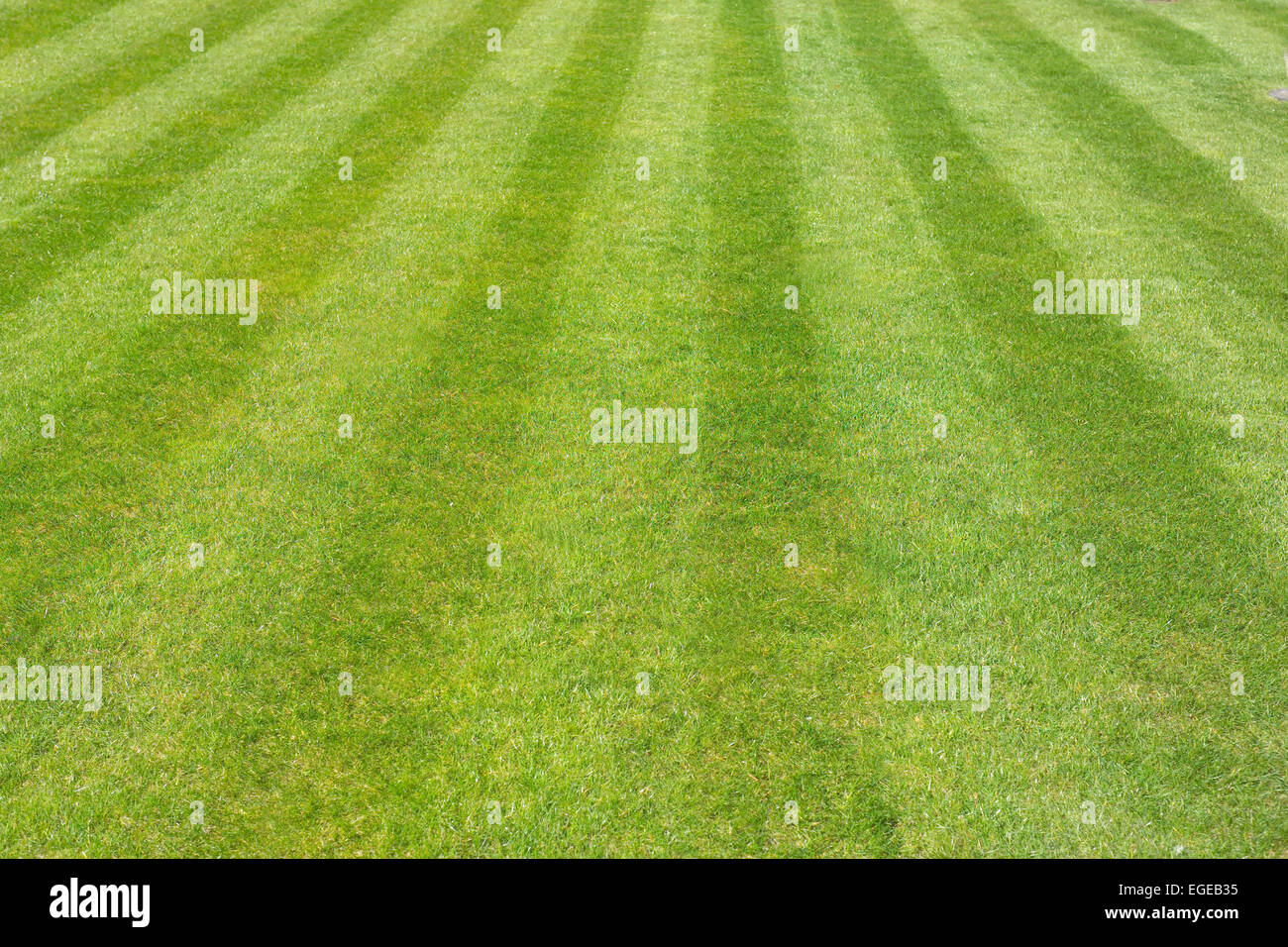 Lawn cut with stripes Stock Photo - Alamy