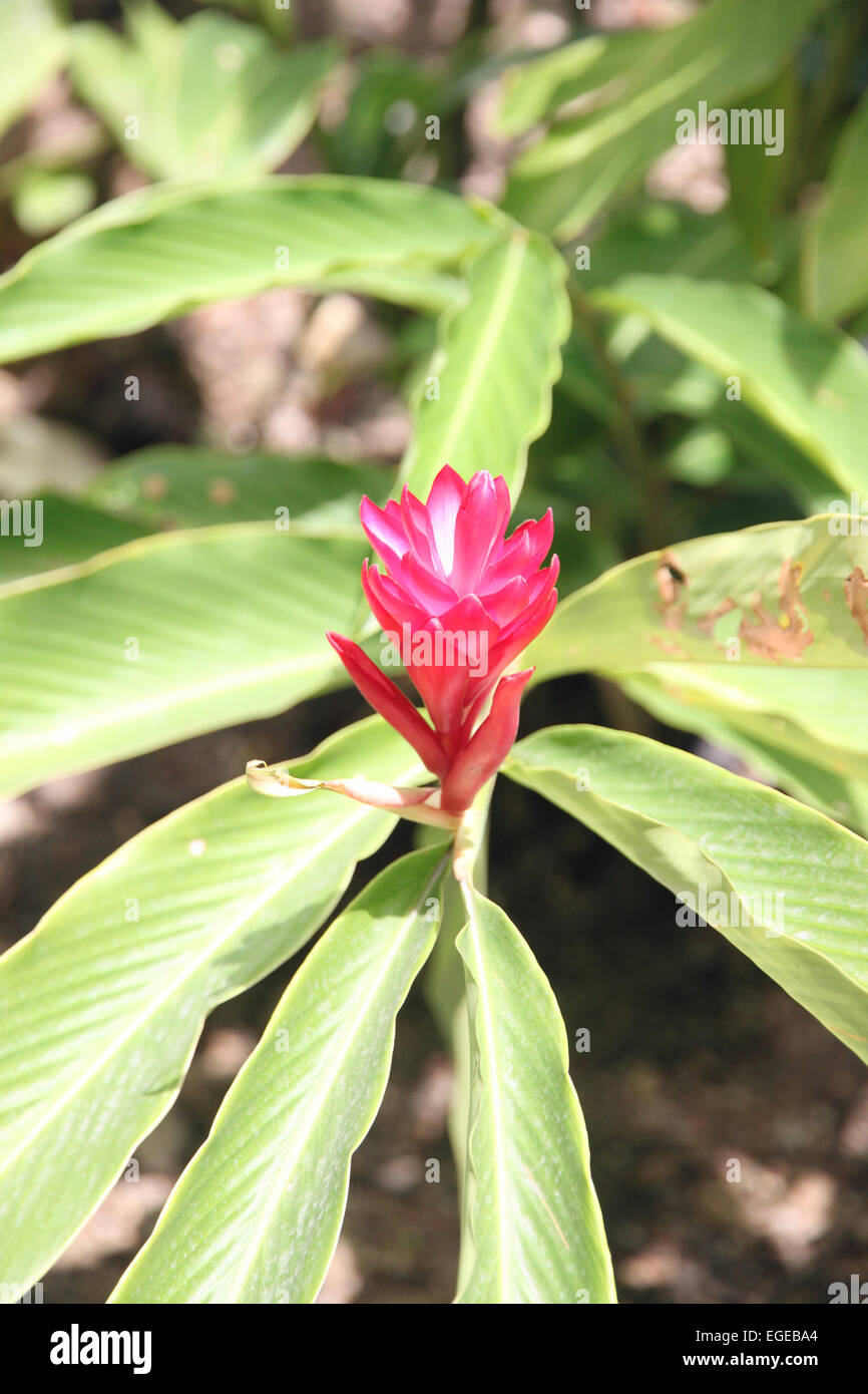 Big red flower hi-res stock photography and images - Alamy