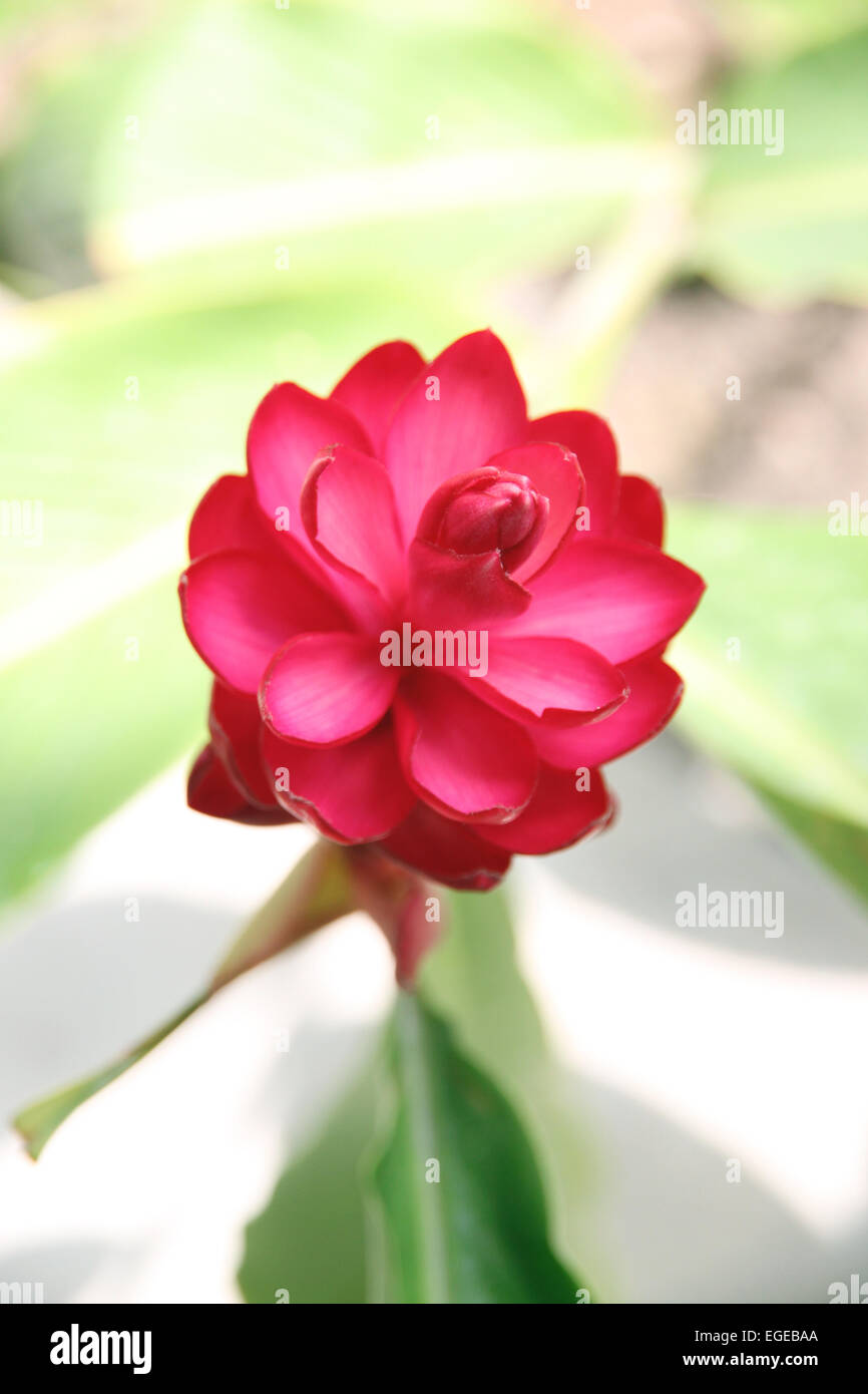 Big red flower hi-res stock photography and images - Alamy