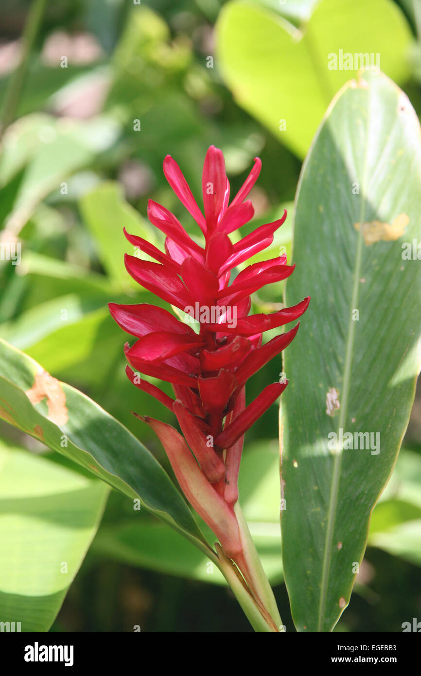 Big red hi-res stock photography and images - Alamy