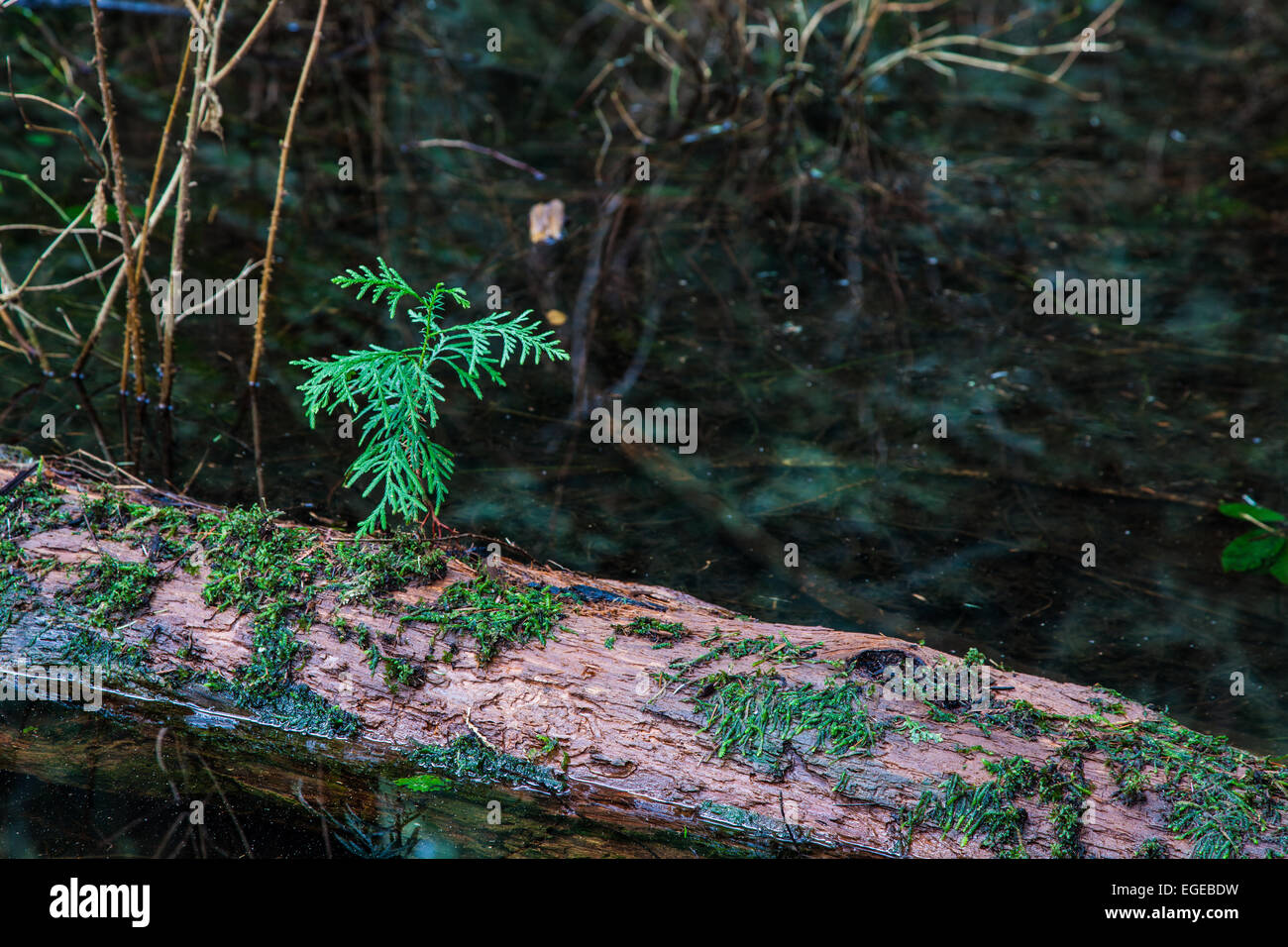 A Western Red Cedar sapling taking root in a rotting log in a pond ...