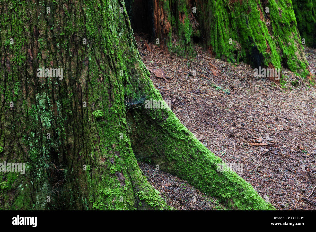 Cedar Tree Roots Stock Photos & Cedar Tree Roots Stock Images - Alamy Cedar Tree Roots Stock Photos & Cedar Tree Roots Stock Images - Alamy