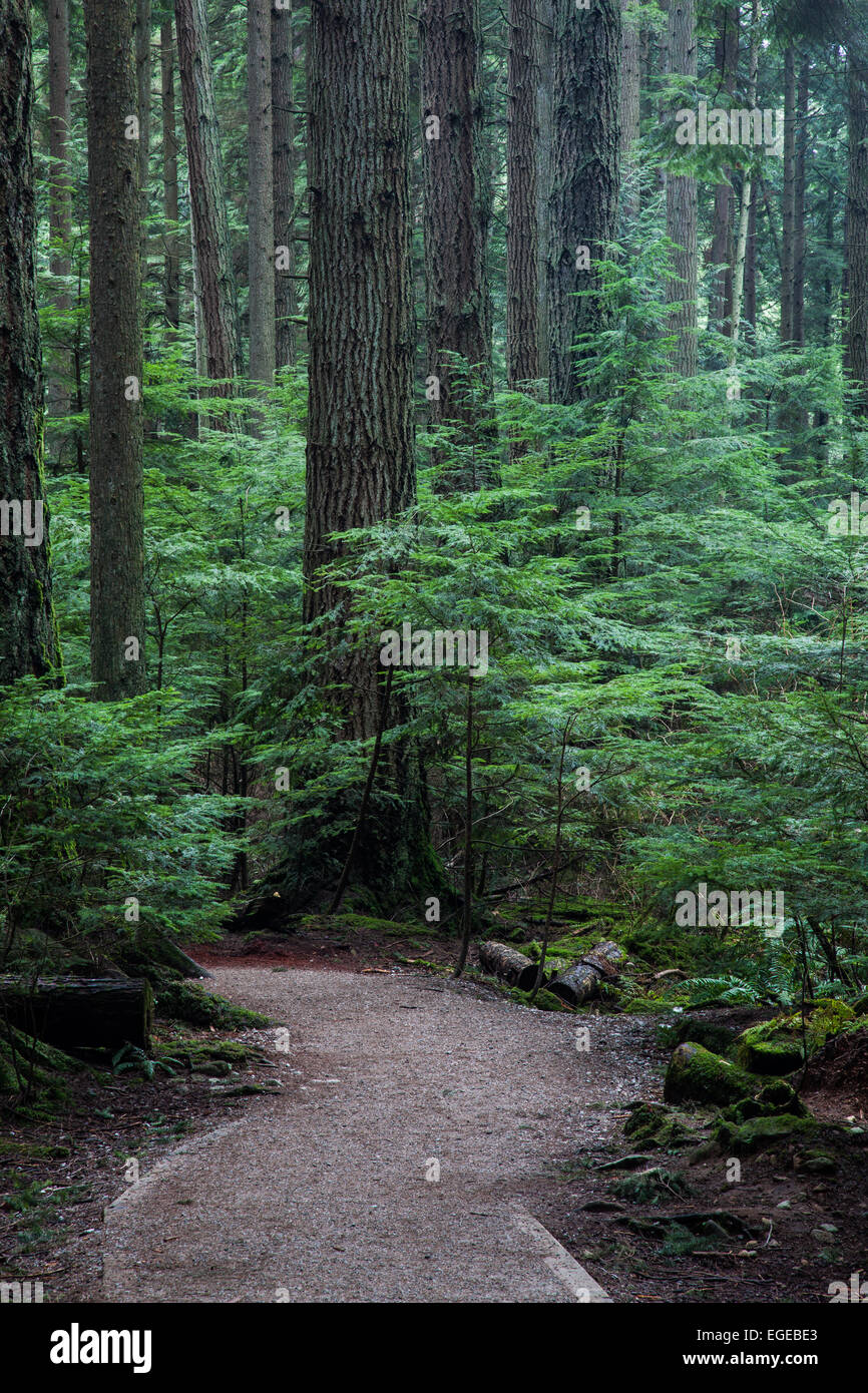 Dense evergreen trees hi-res stock photography and images - Alamy