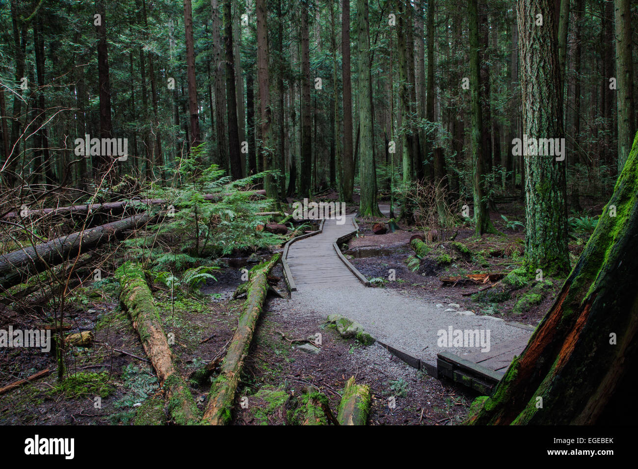 Elevated walkway through forest hi-res stock photography and images - Alamy