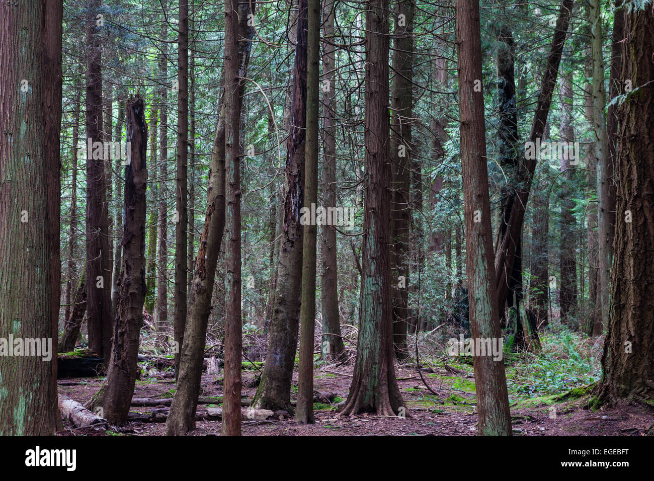 Pacific spirit park hi-res stock photography and images - Alamy