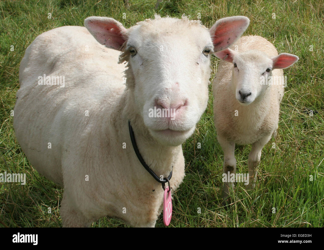 Mother sheep with lamb Stock Photo - Alamy
