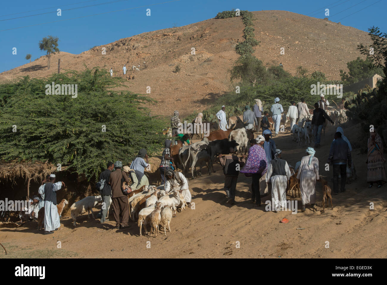 Men Taking Sheep, Cows And Goats To The Monday Market, Keren Stock ...