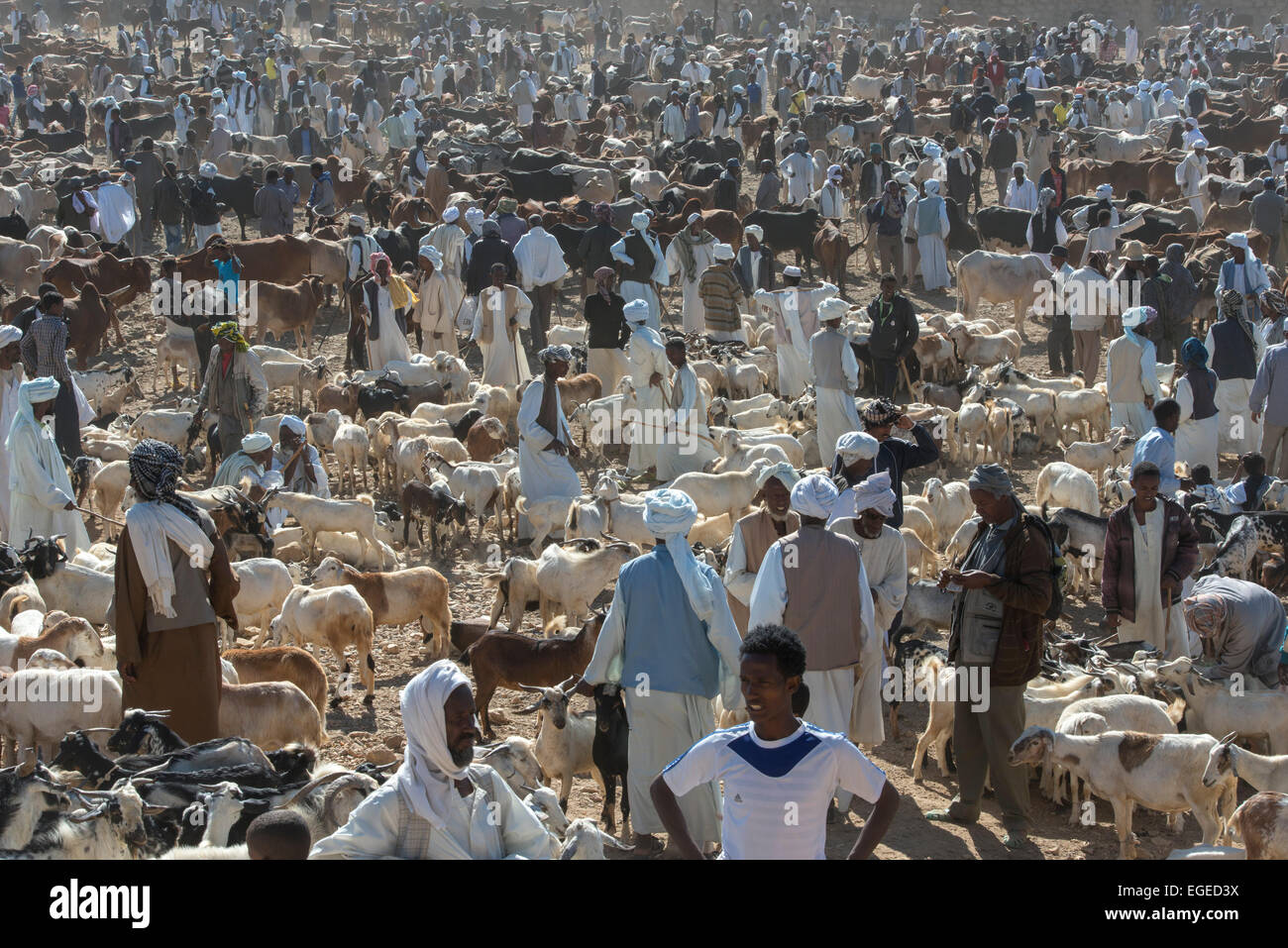 Men Selling Cattle At The Monday Market, Keren Stock Photo - Alamy