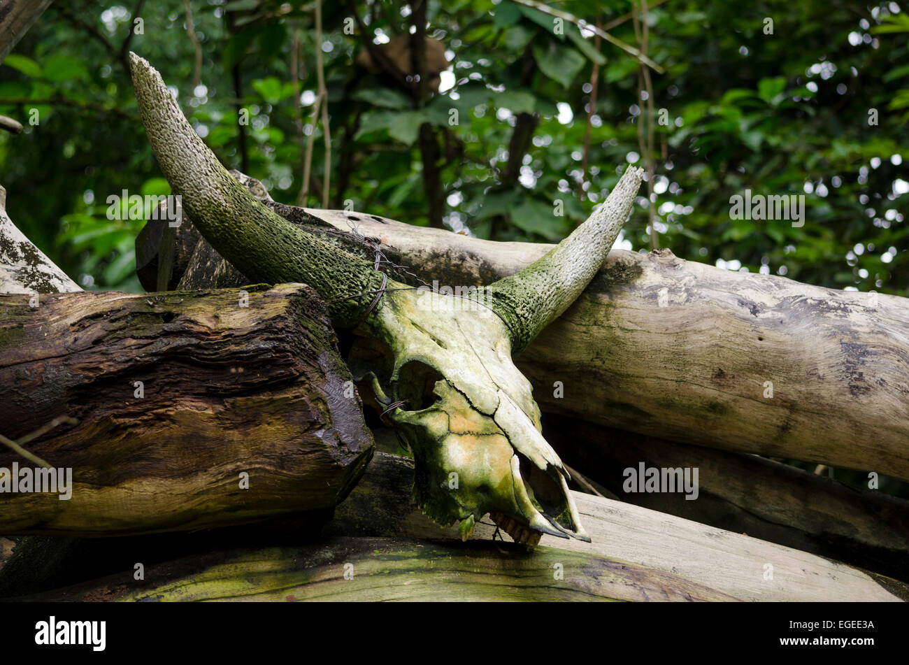 Antelope antelope skull hi-res stock photography and images - Alamy