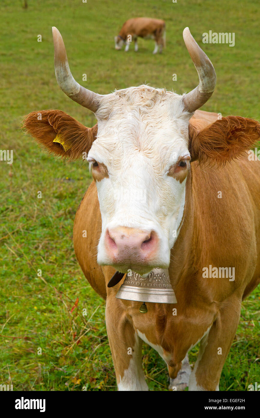 Swiss cows switzerland hi-res stock photography and images - Alamy