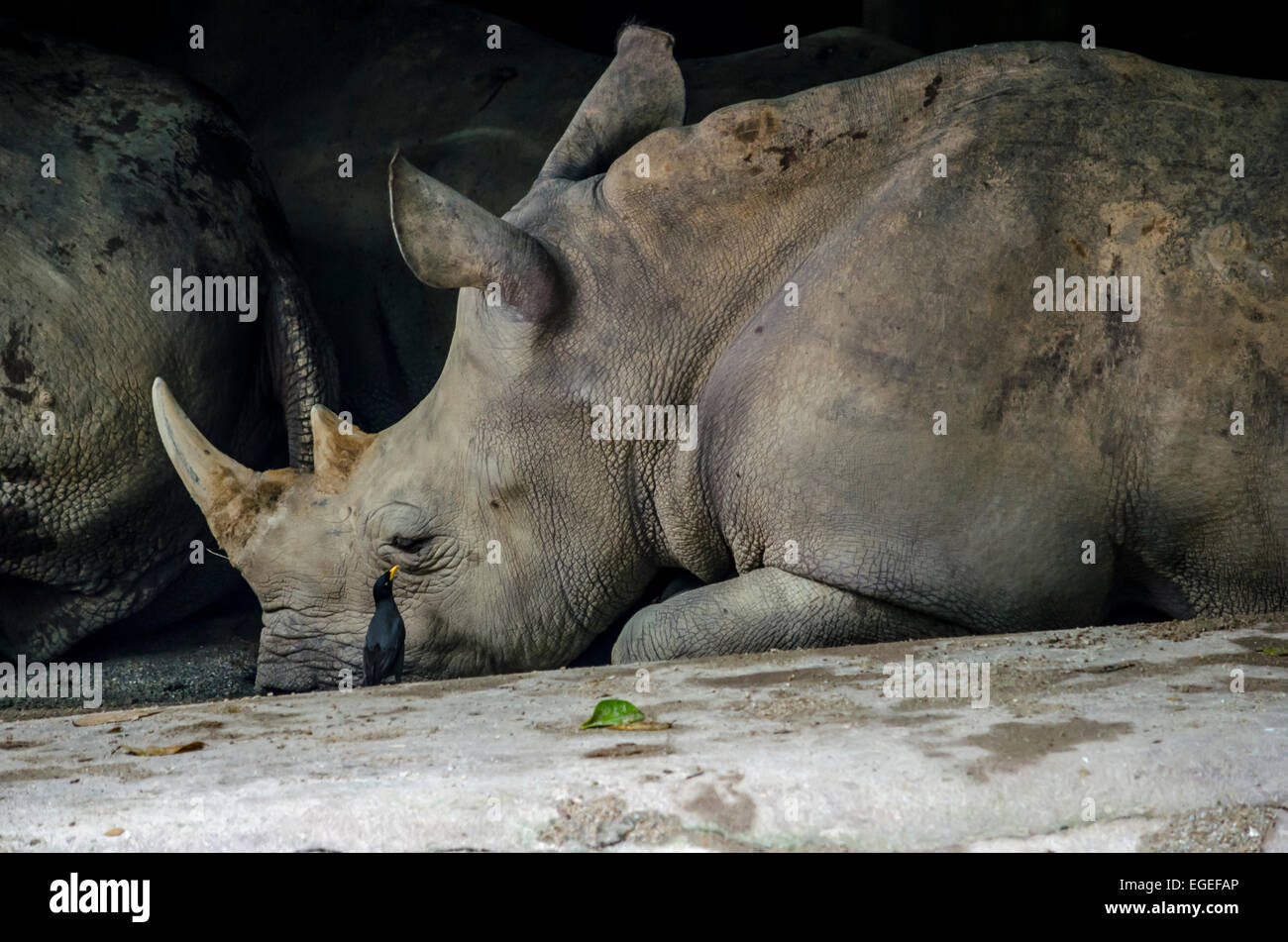 Sad bird hi-res stock photography and images - Alamy