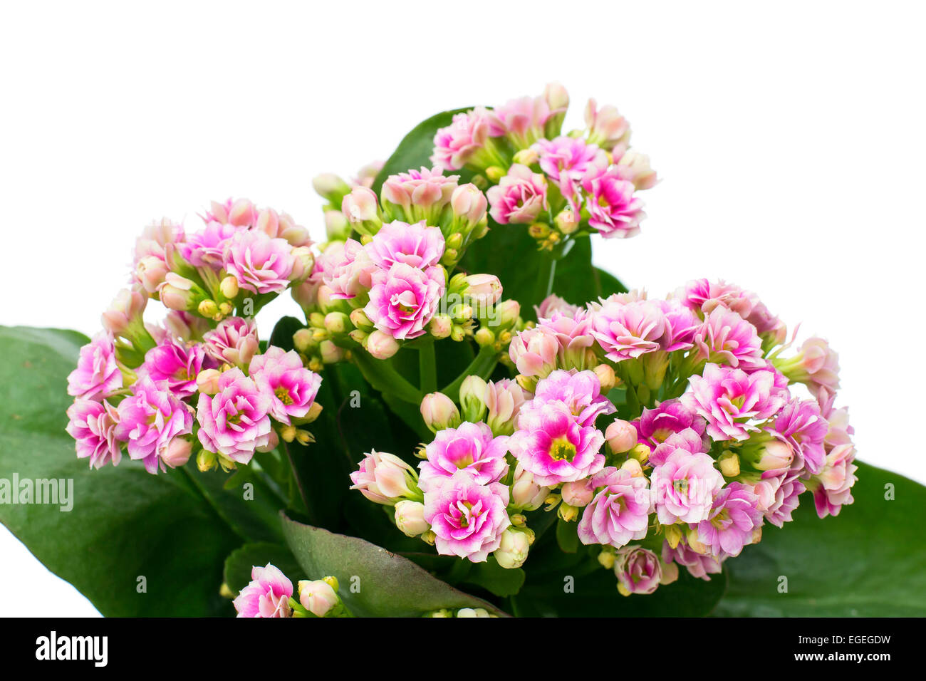 Pink Flower Isolated on White Stock Photo - Alamy