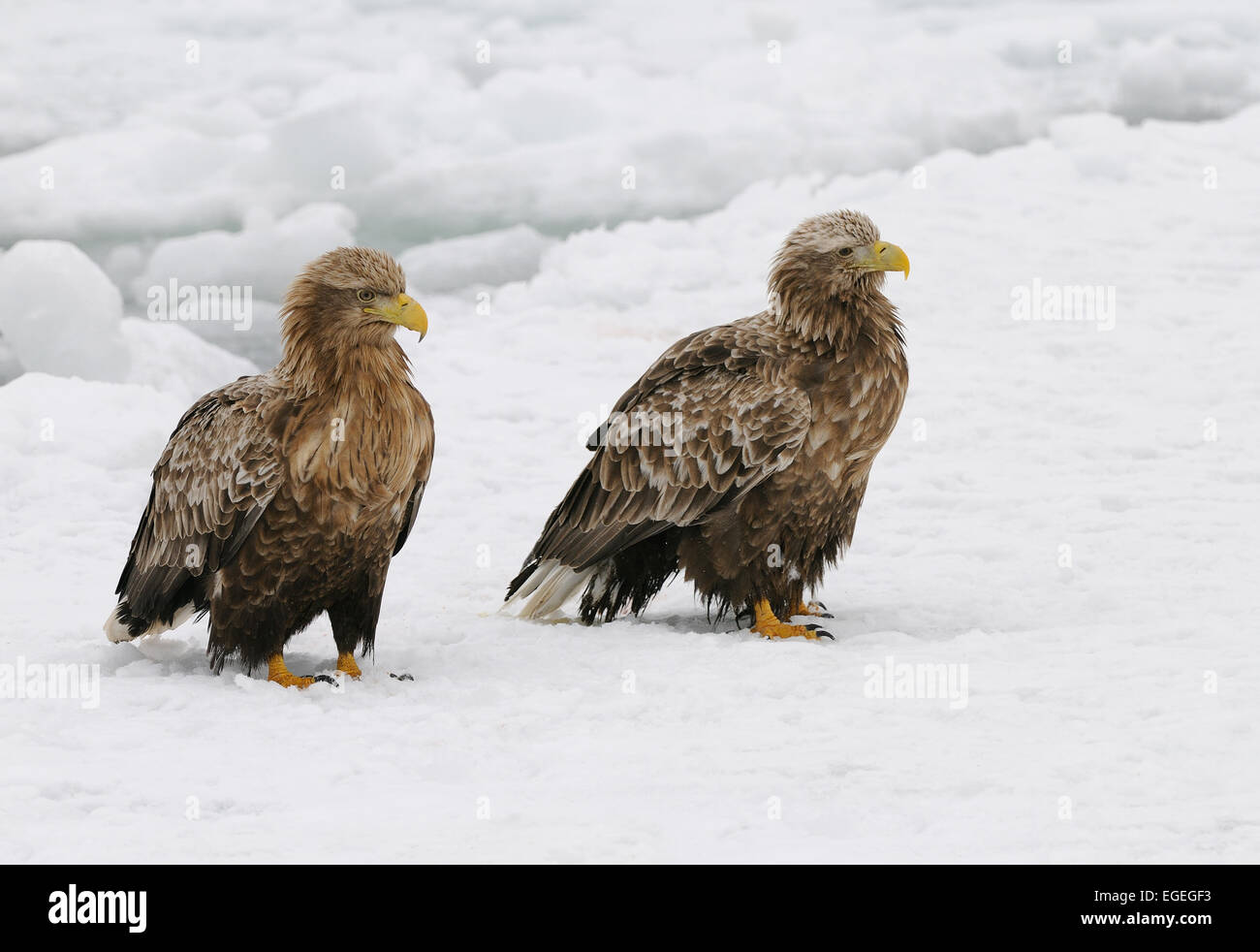 White tailed sea eagles iceland hi-res stock photography and images - Alamy