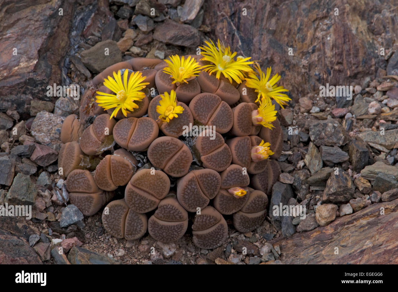 Lithops in bloom Stock Photo - Alamy