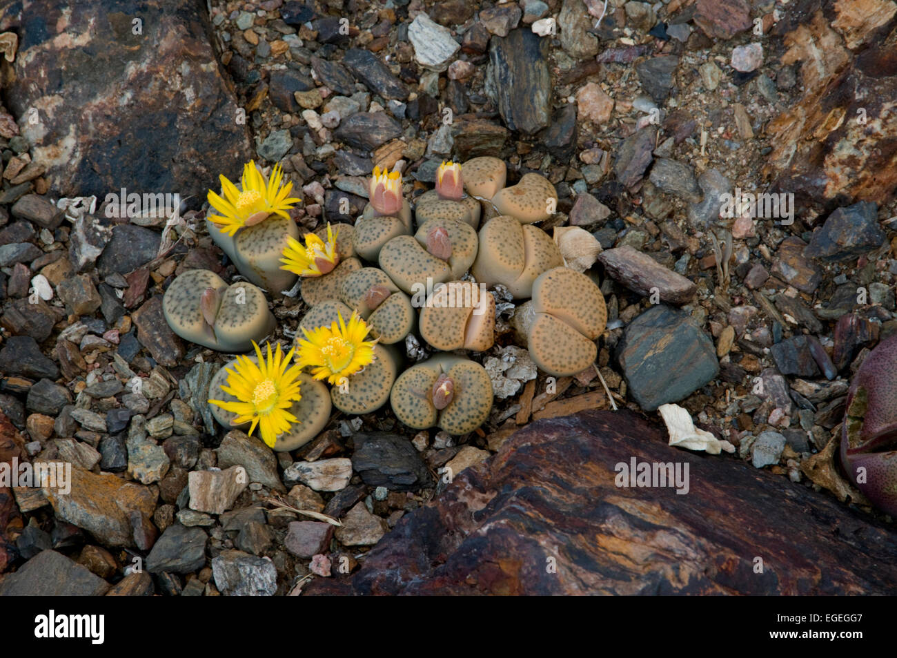 Lithops cactus hi-res stock photography and images - Alamy