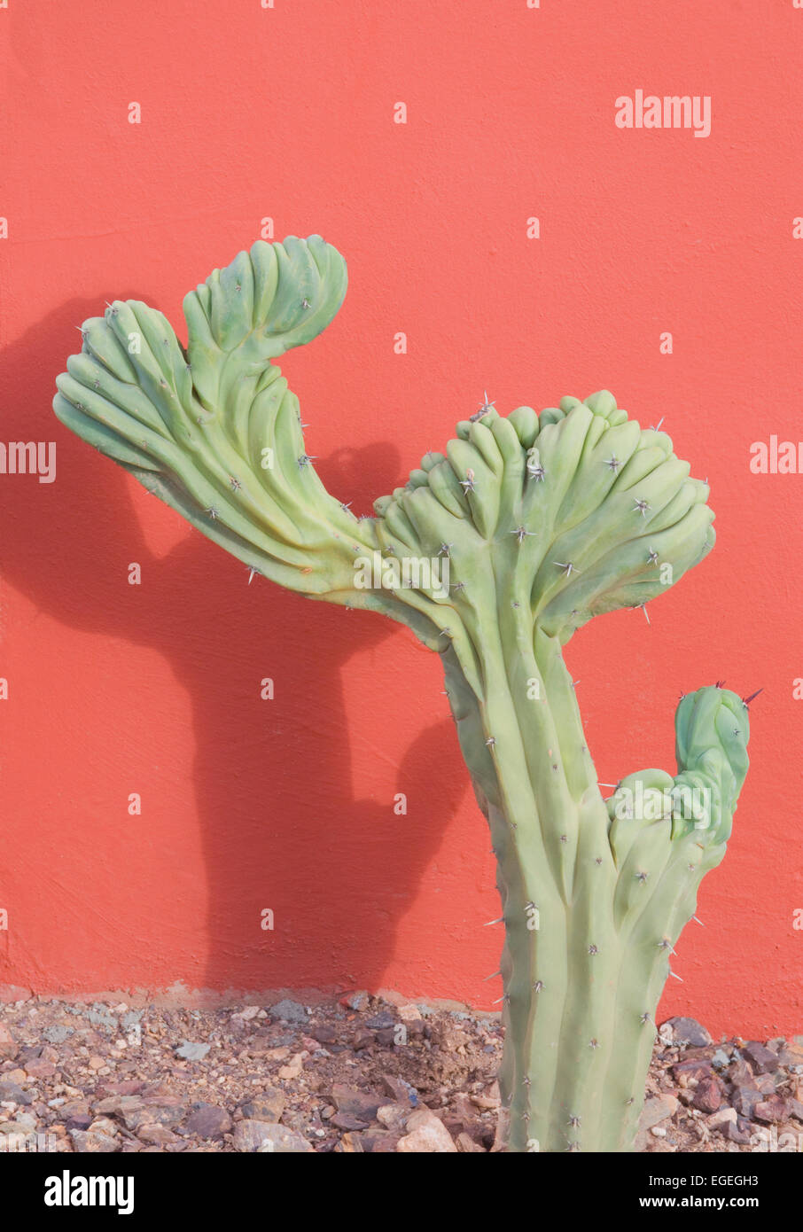 Cactus shadow on stucco wall Stock Photo - Alamy