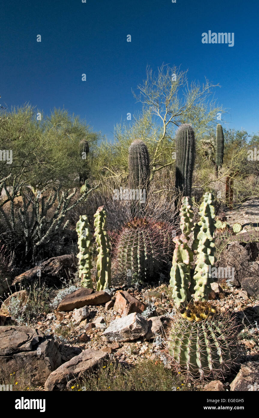 Tall cactus plants sonoran desert hi-res stock photography and images ...