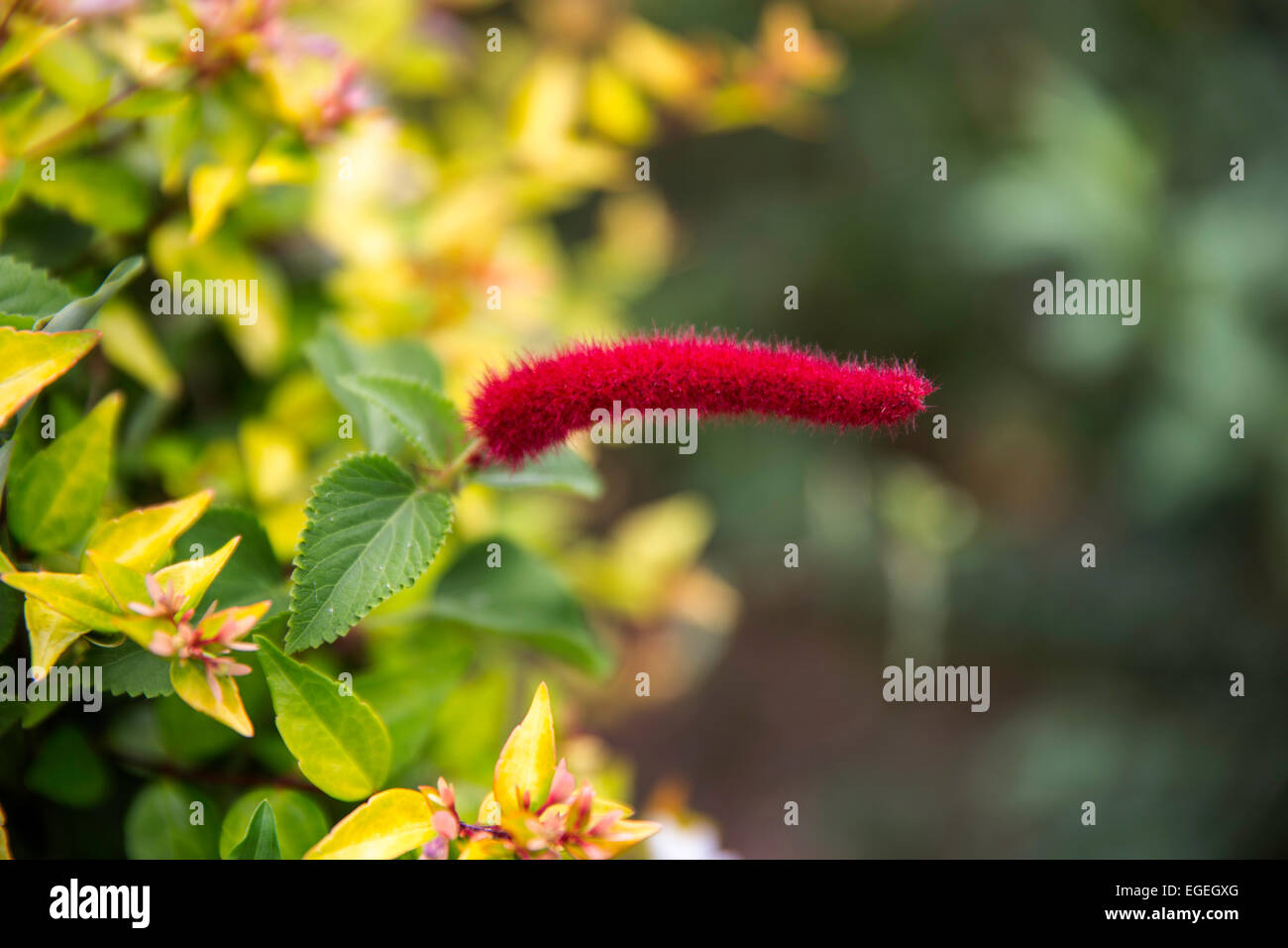 Red furry flower hi-res stock photography and images - Alamy