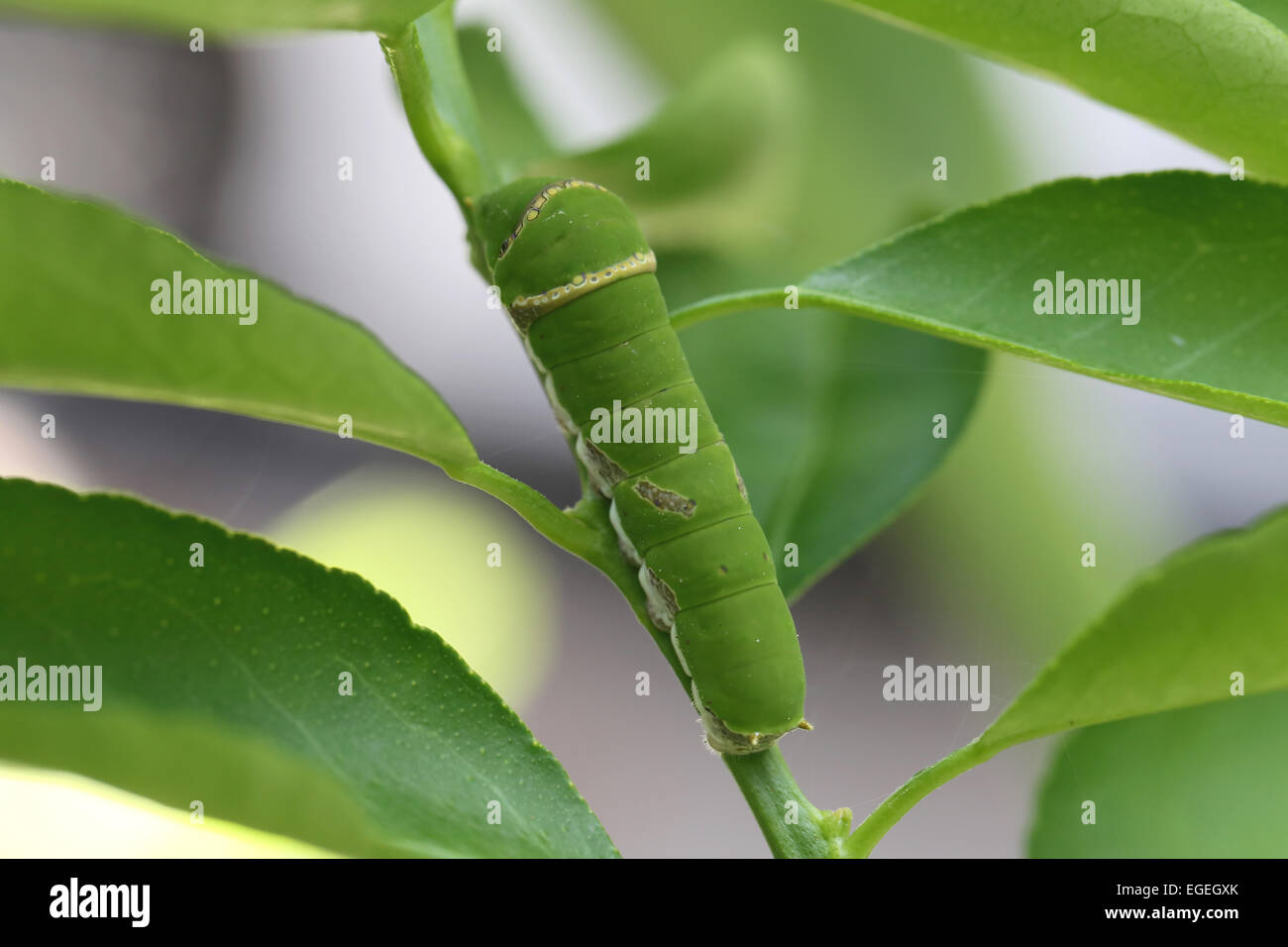 Green caterpillar hi-res stock photography and images - Alamy