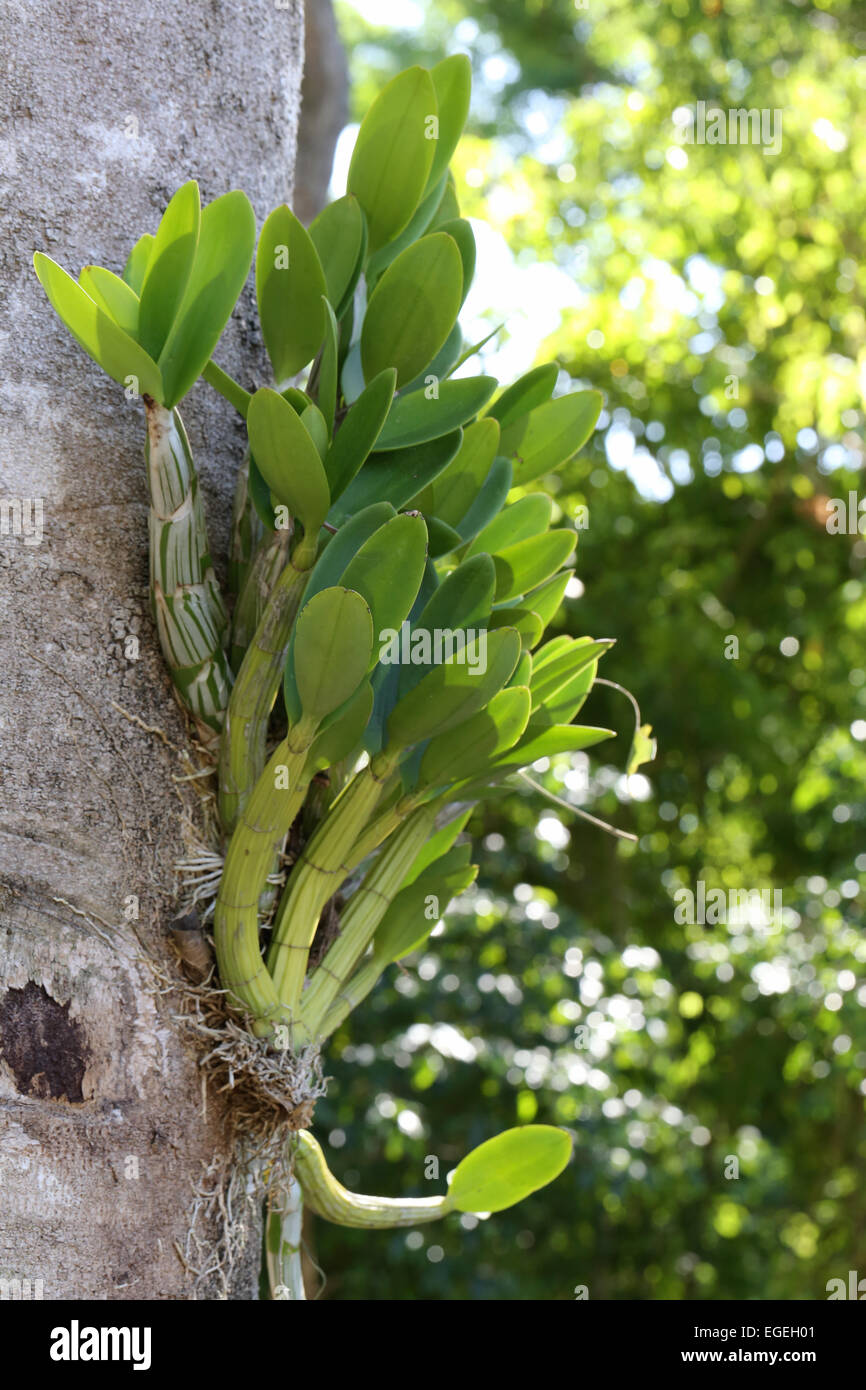 Orchid leaf on tree in the garden Stock Photo - Alamy
