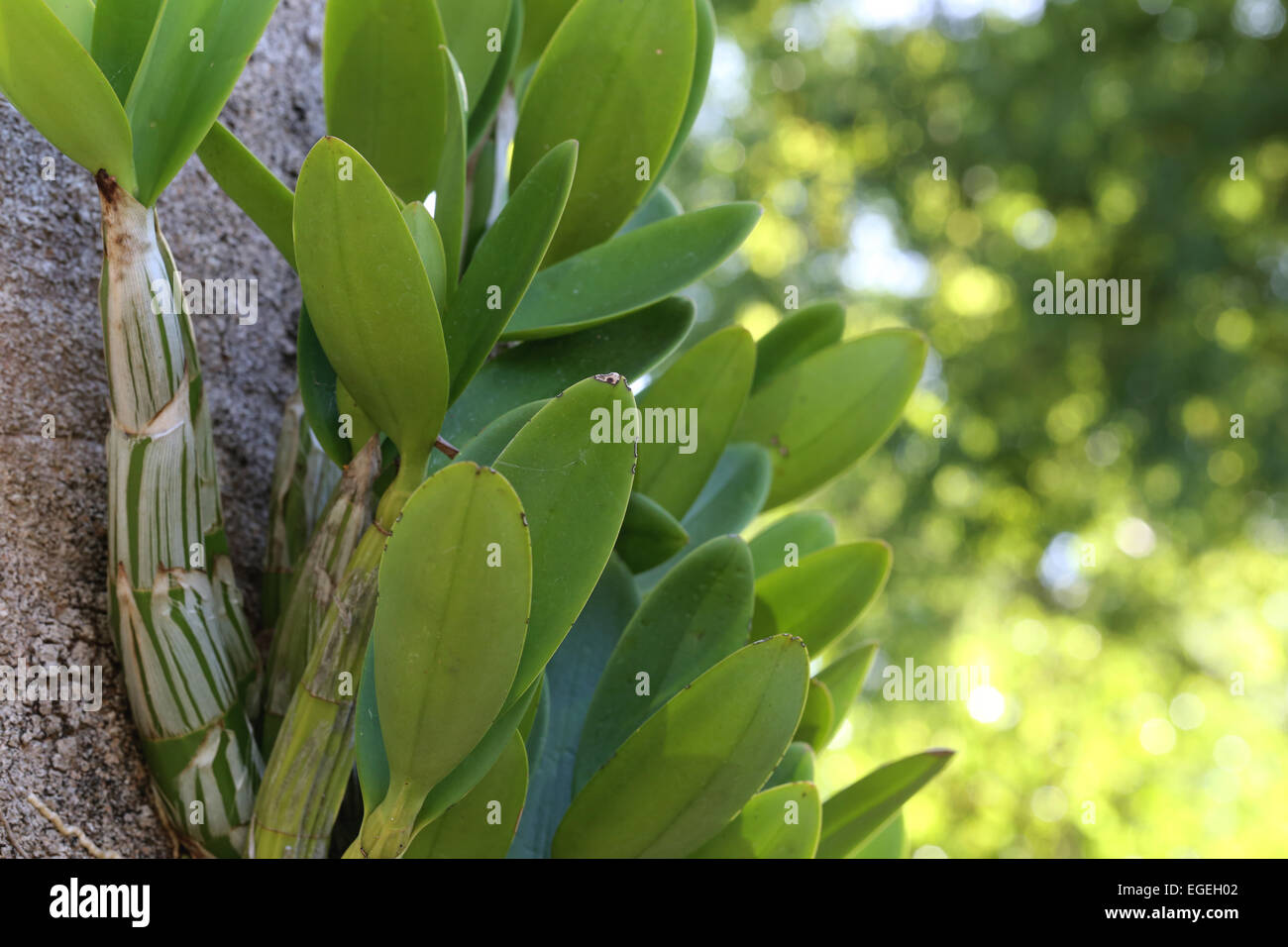 Orchid leaf on tree in the garden Stock Photo - Alamy