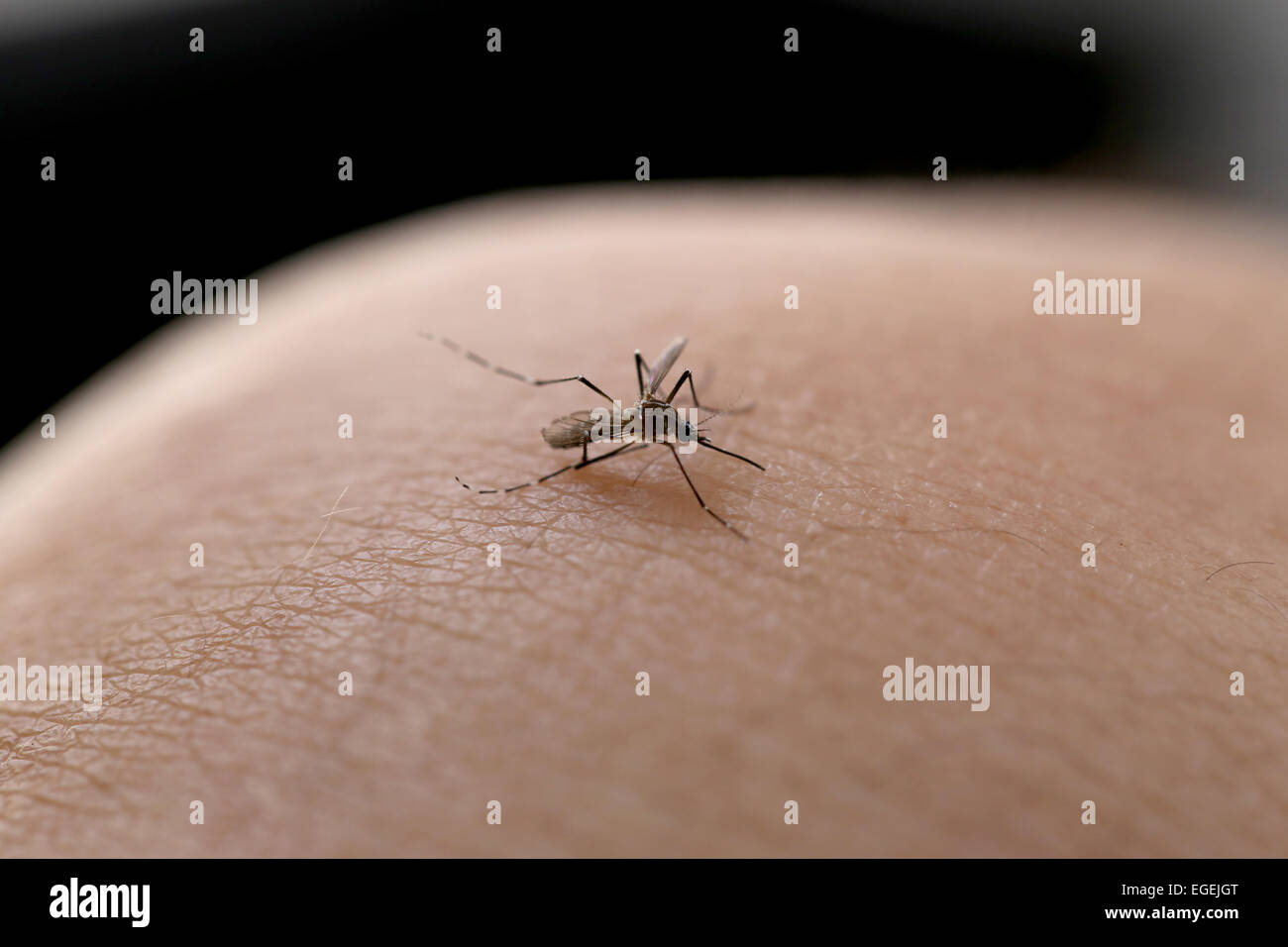 Blood sucking insects hi-res stock photography and images - Alamy