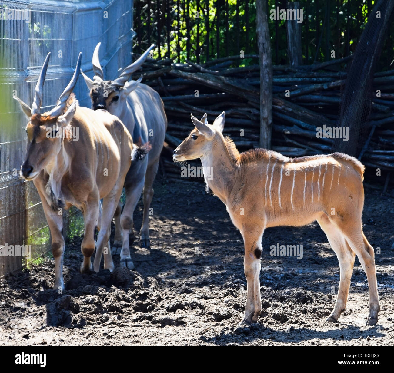 Antelope antelopes front view hi-res stock photography and images - Alamy