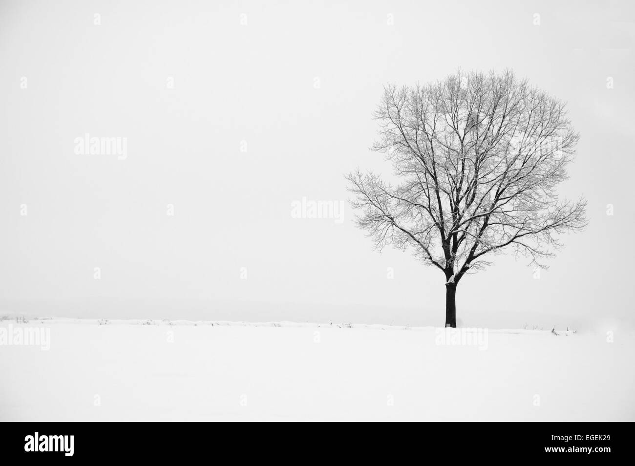 Alone standing tree in white with snow Stock Photo - Alamy