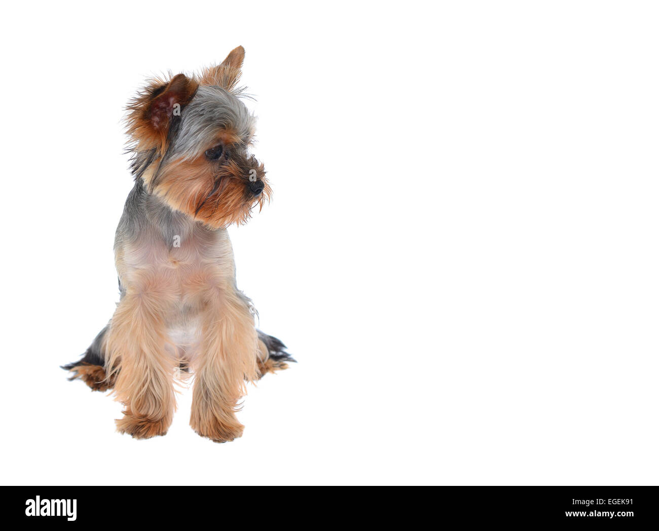 Portrait Puppy Yorkshire Terrier Stock Photo - Alamy