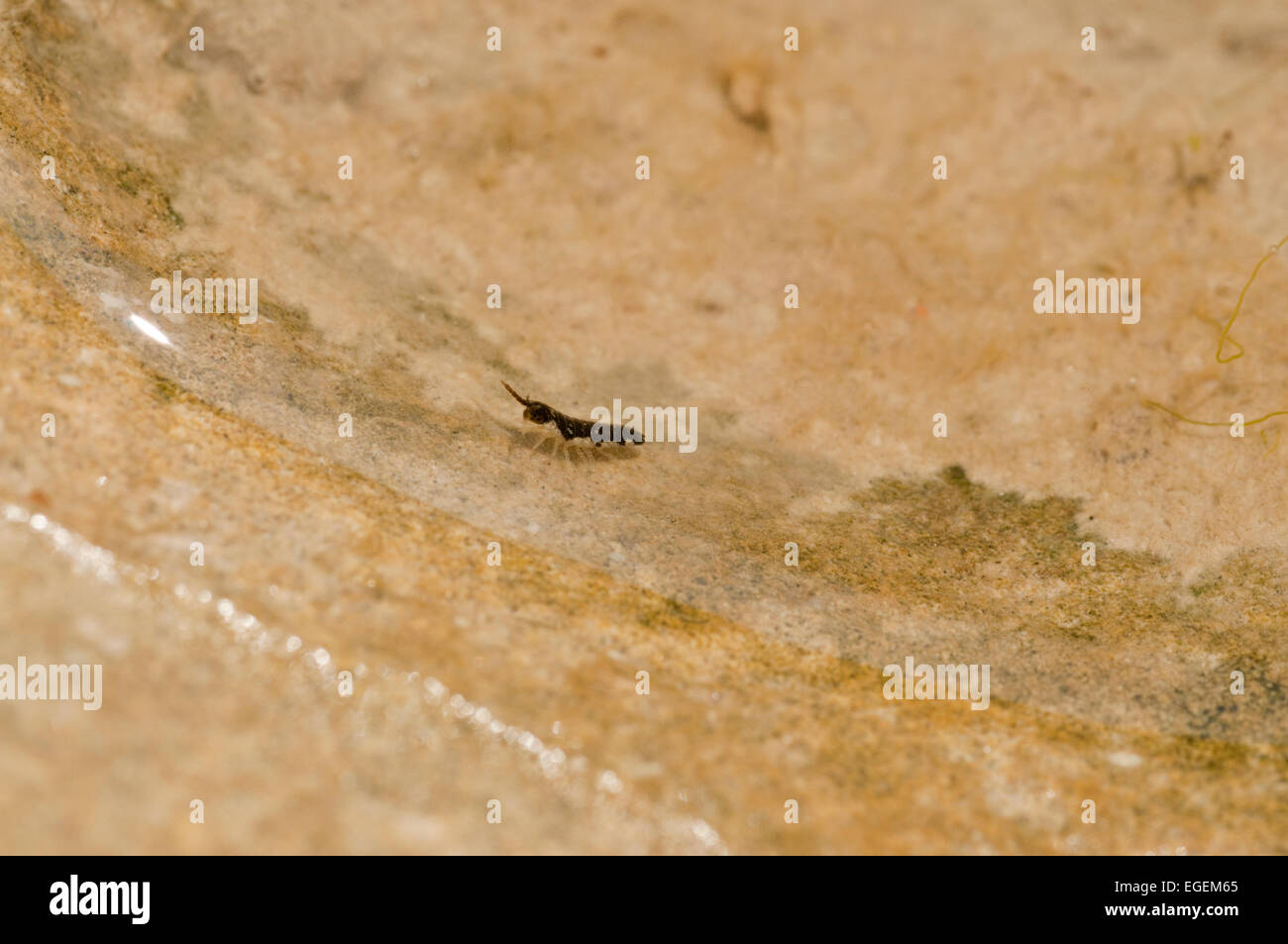 A juvenile Idotea possibly balthica in a rock pool at Eastbourne, East ...