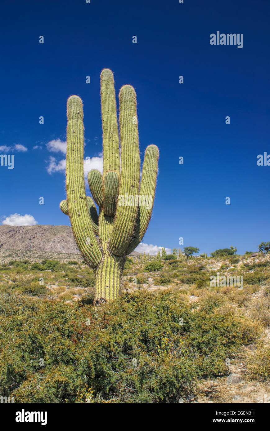 Large cactus dominating landscape in Argentina, South America Stock ...