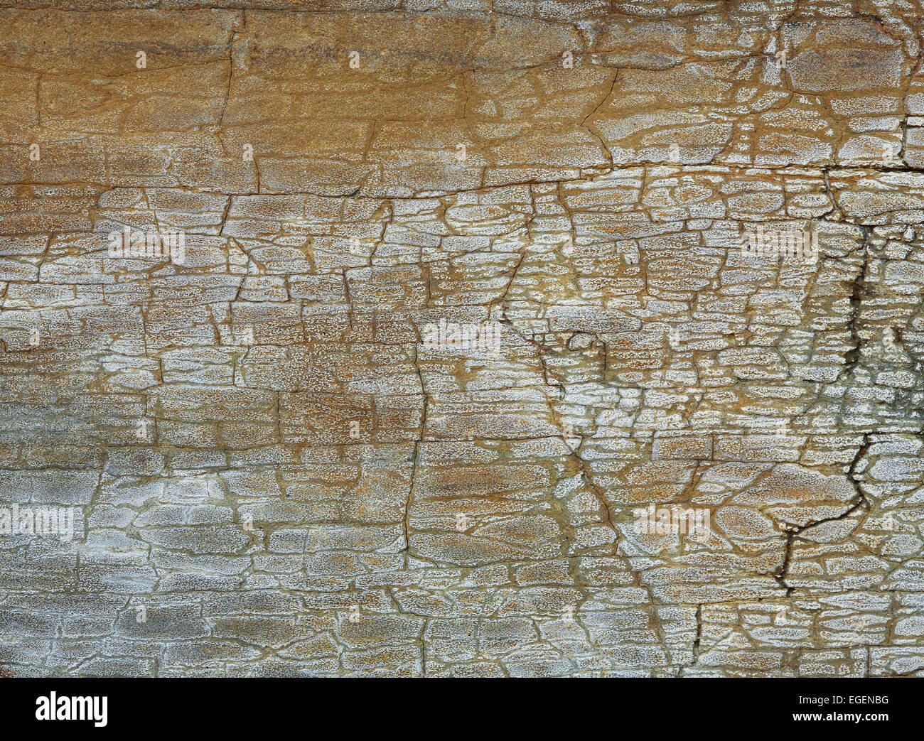 Closeup picture of a Carpathian sandstone texture Stock Photo - Alamy