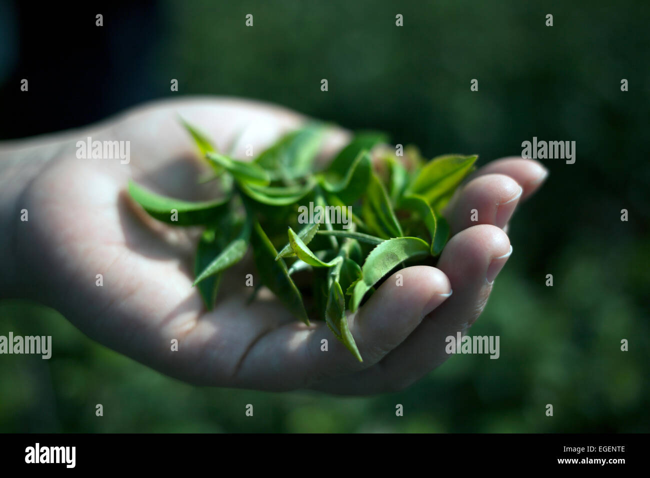 Taiwan Tea Stock Photos & Taiwan Tea Stock Images - Alamy