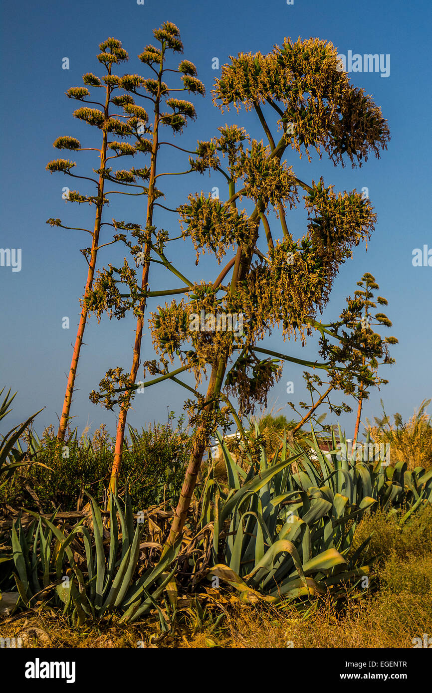 Agave plant stalk hi-res stock photography and images - Alamy