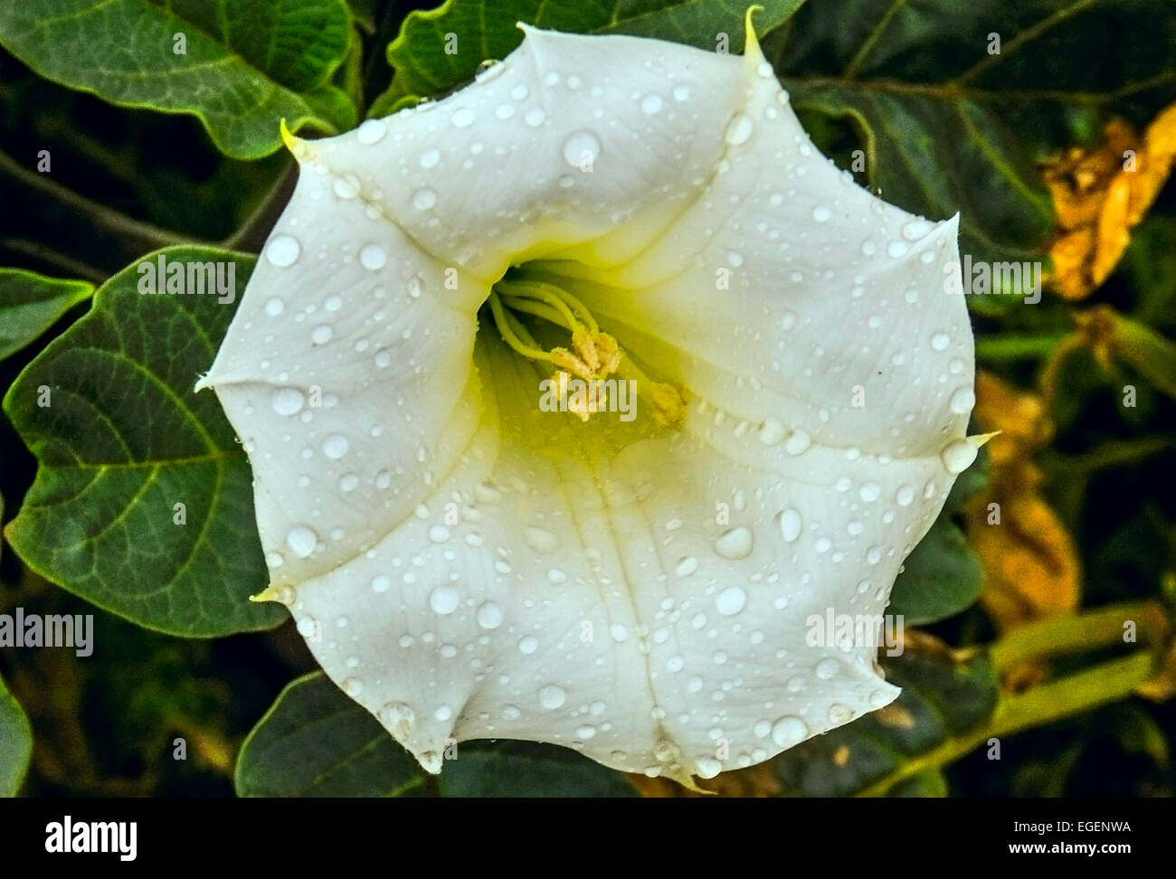 Dope hi-res stock photography and images - Alamy