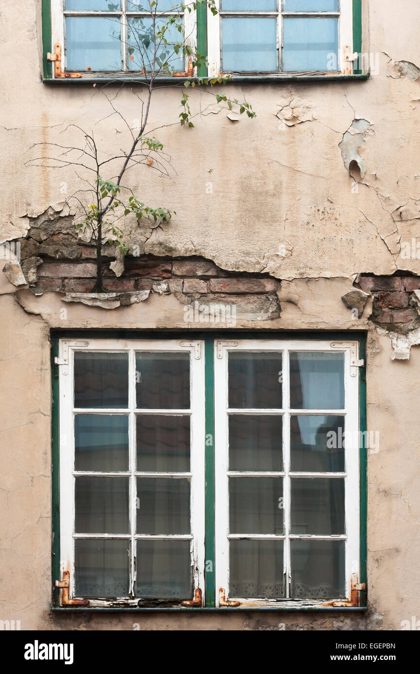 Tree growing out of a wall of a dilapidated house, with dilapidated ...