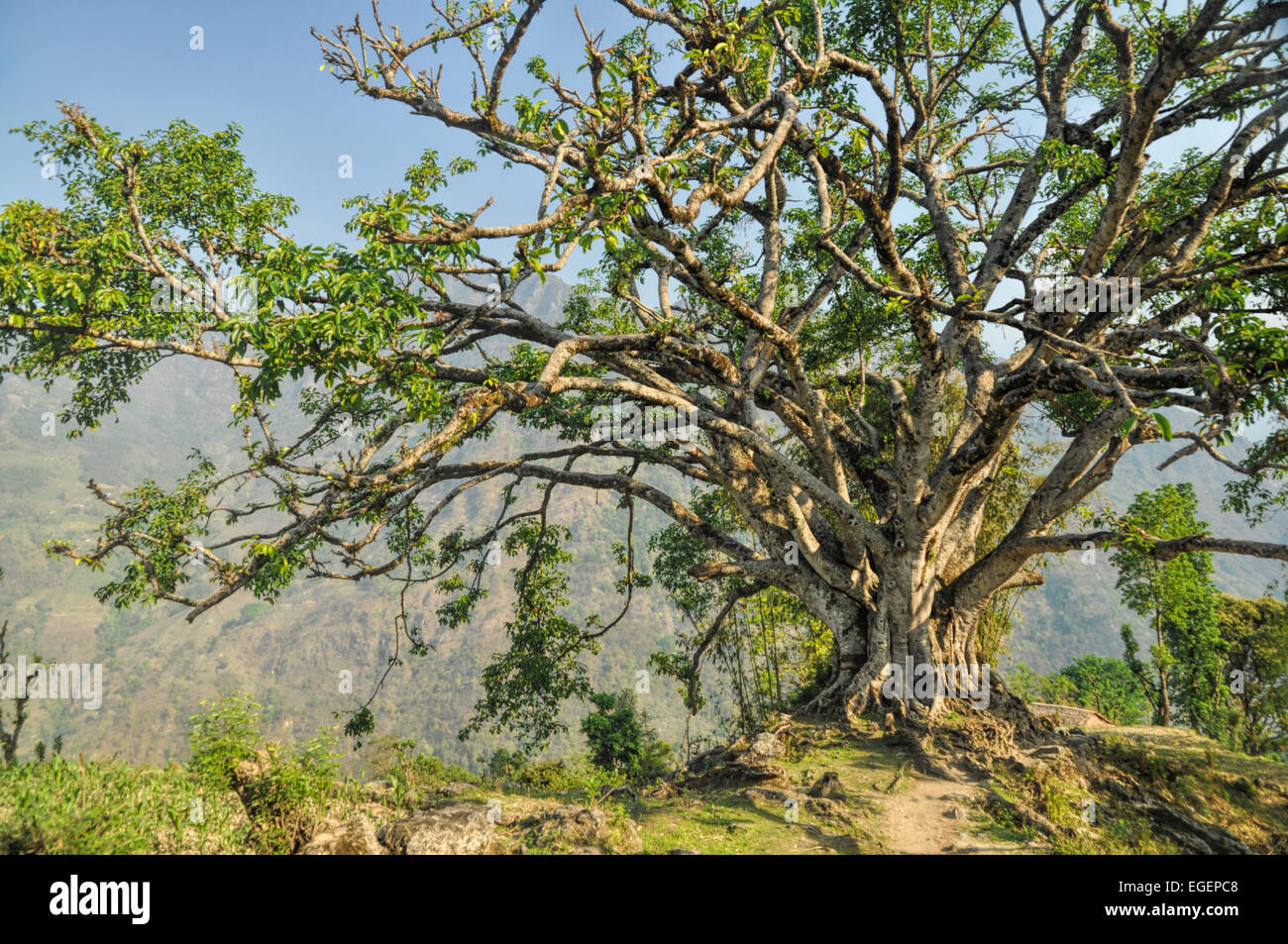 Old tree hi-res stock photography and images - Alamy