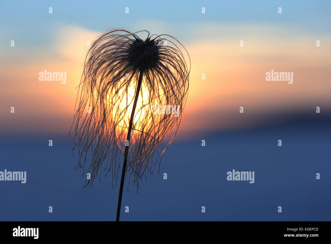 Chinese Clematis, Oriental Virginsbower (Clematis orientalis), seed ...