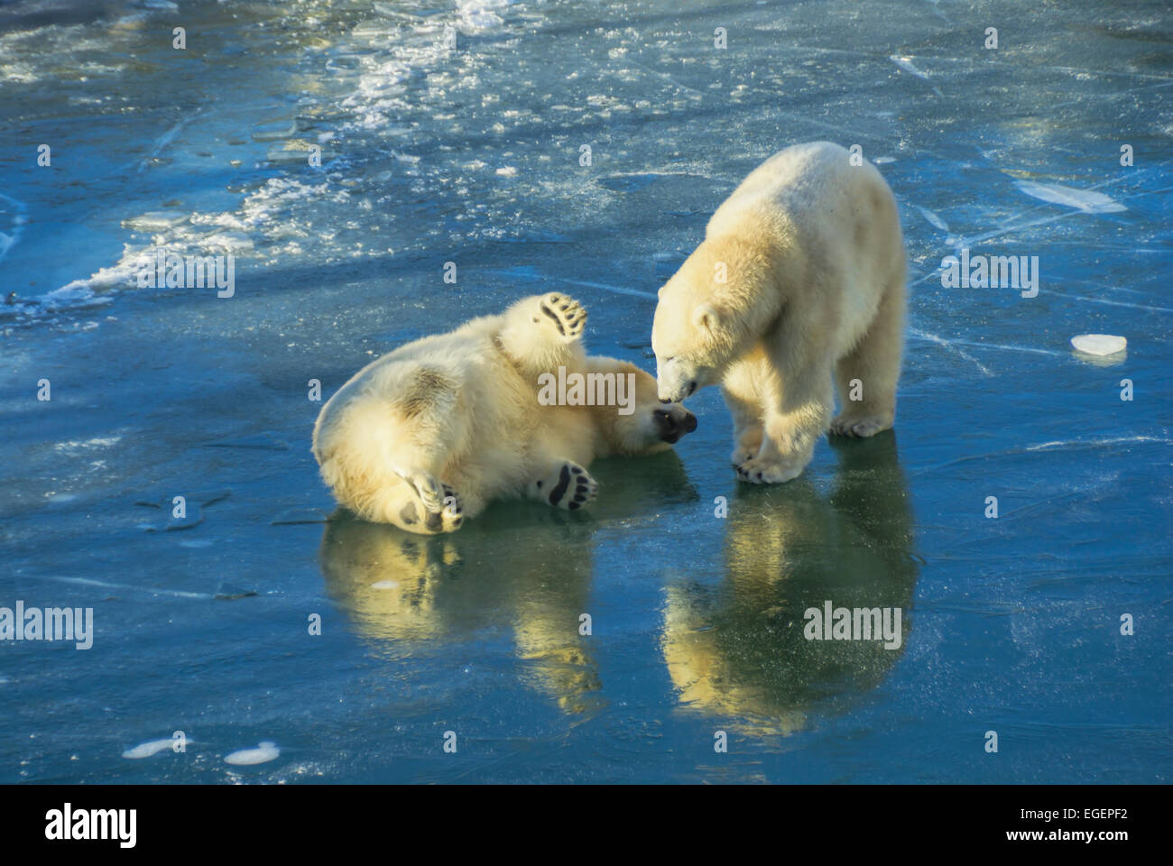 Two cute polar bears having fun on ice Stock Photo - Alamy