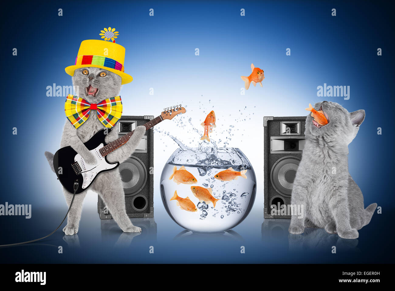 Team cat hi-res stock photography and images - Alamy