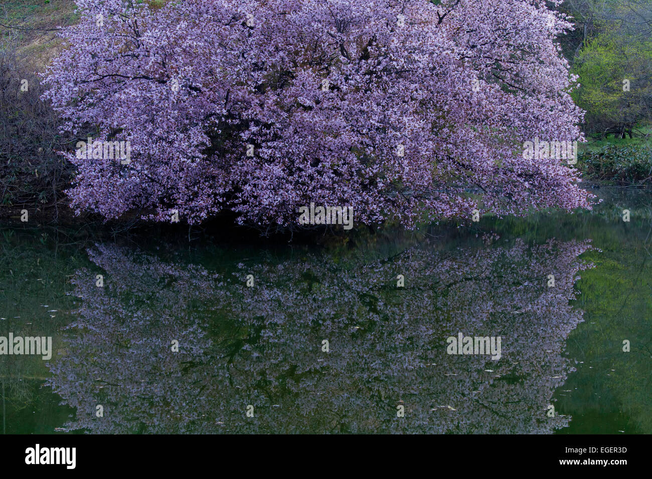 Swamp cherry hi-res stock photography and images - Alamy