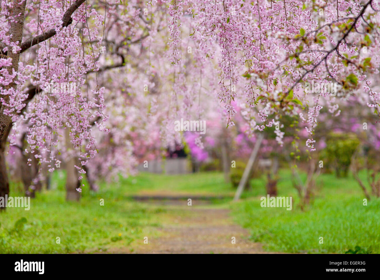 Cherry blossoms hirosaki park hi-res stock photography and images - Alamy