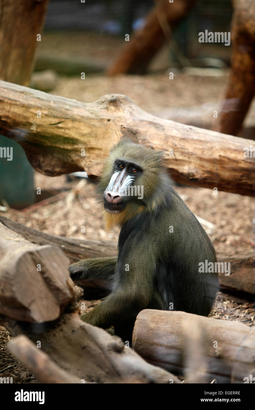 mandrill Mandrillus sphinx Stock Photo - Alamy