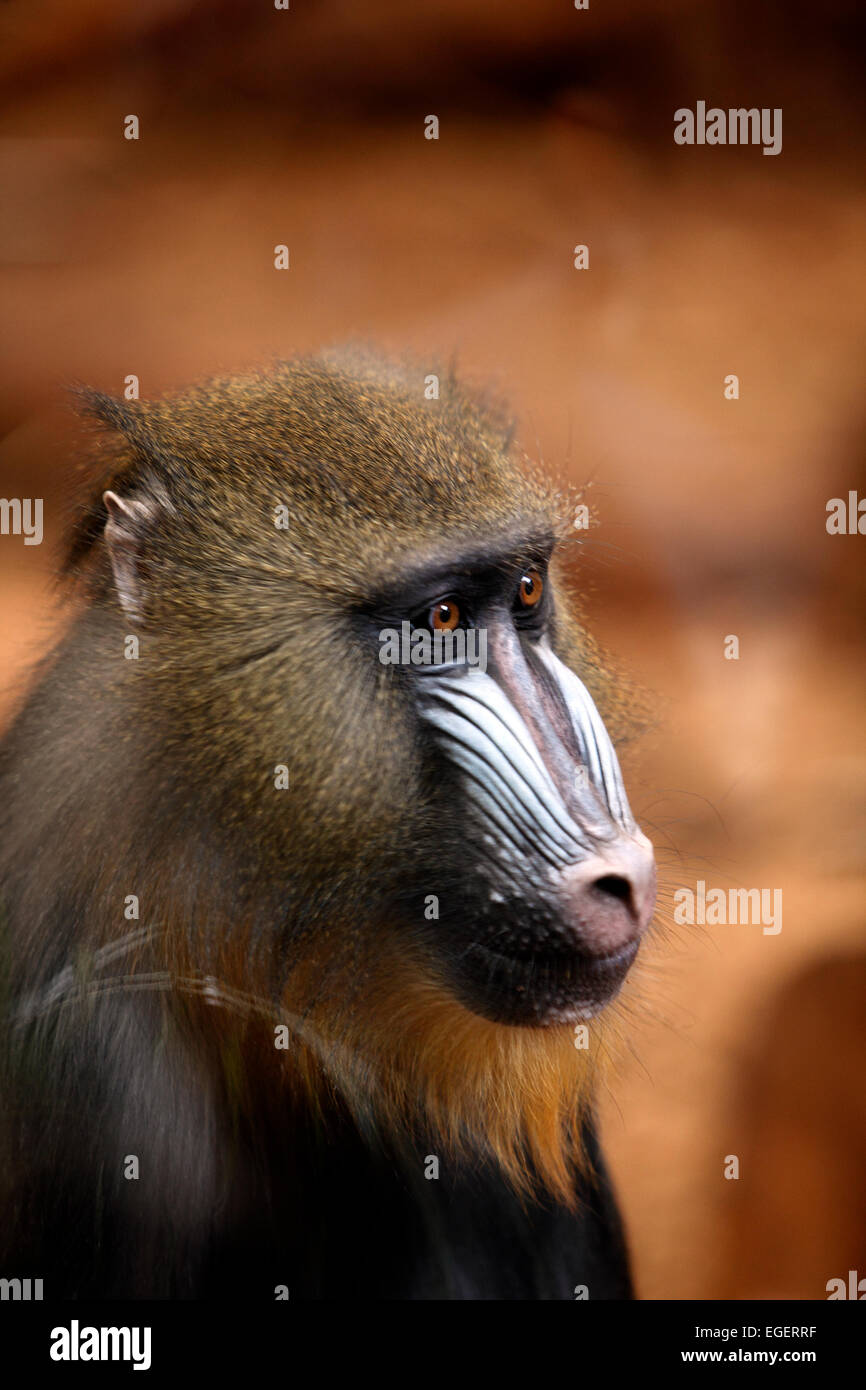 mandrill Mandrillus sphinx Stock Photo - Alamy