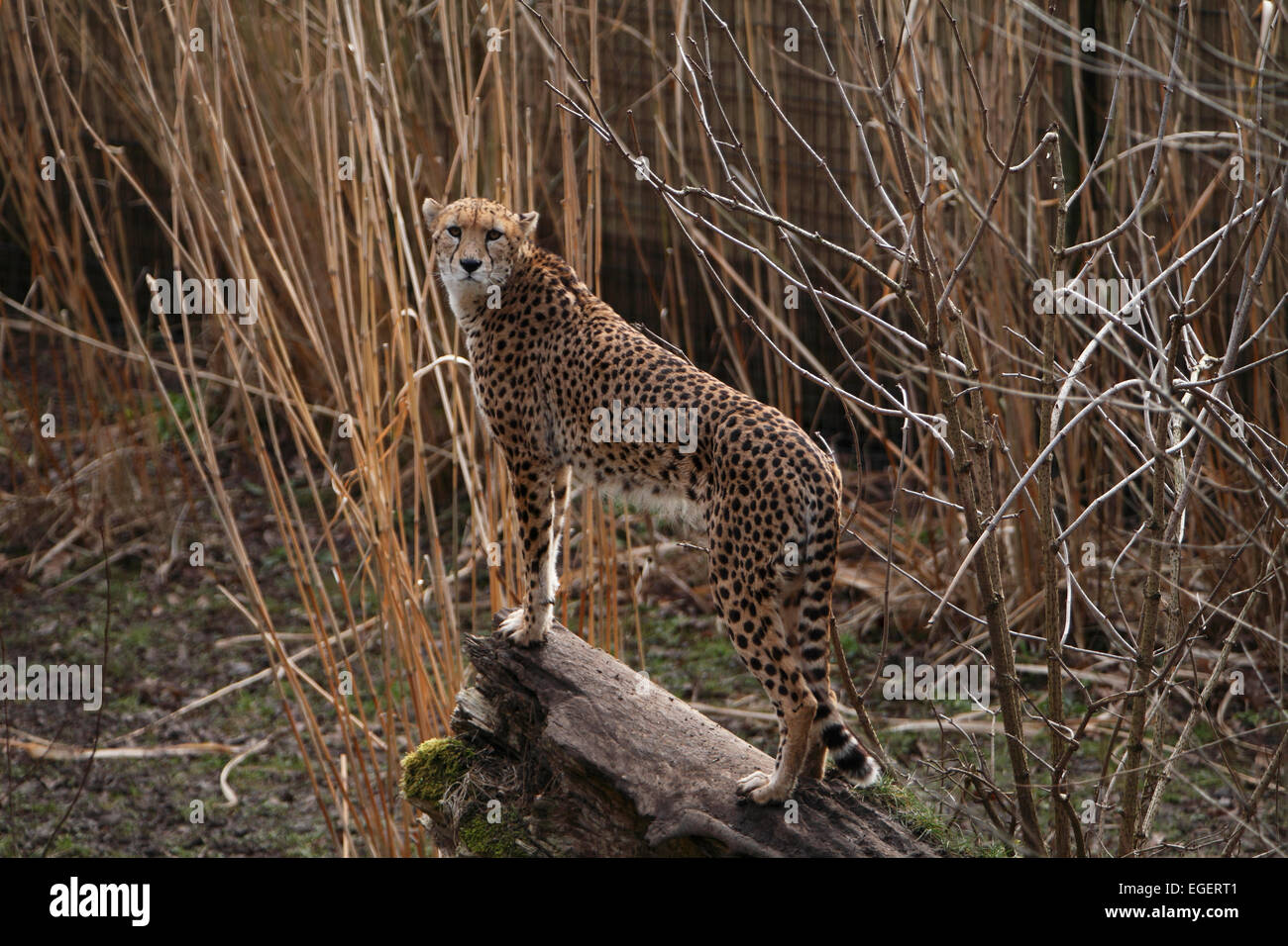 cheetah Acinonyx jubatus Stock Photo - Alamy