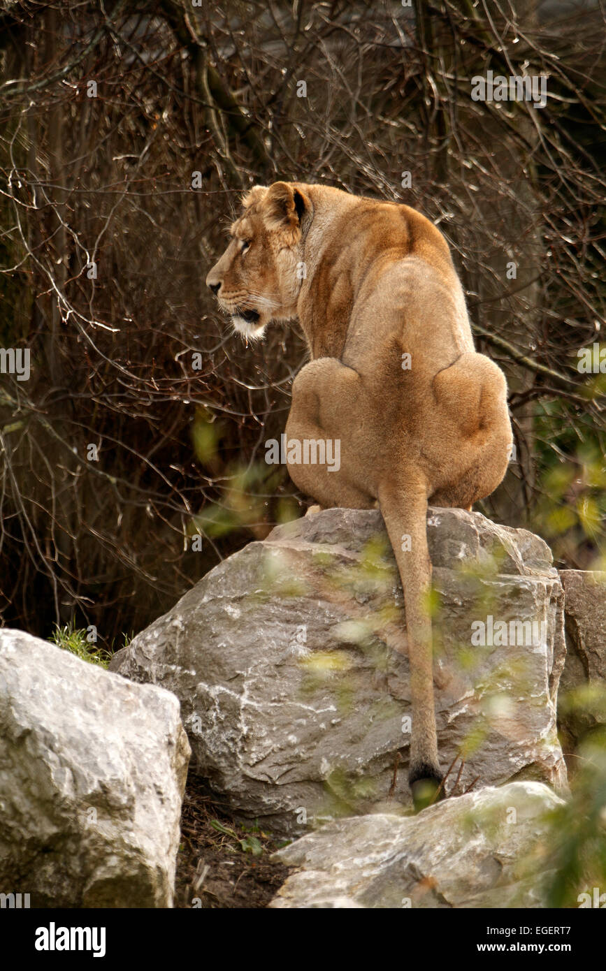 Lion tail hi-res stock photography and images - Alamy