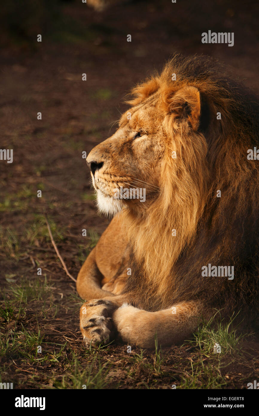 Lion King Of The Beasts Lion King Of Beasts Beach Towel By Daniel