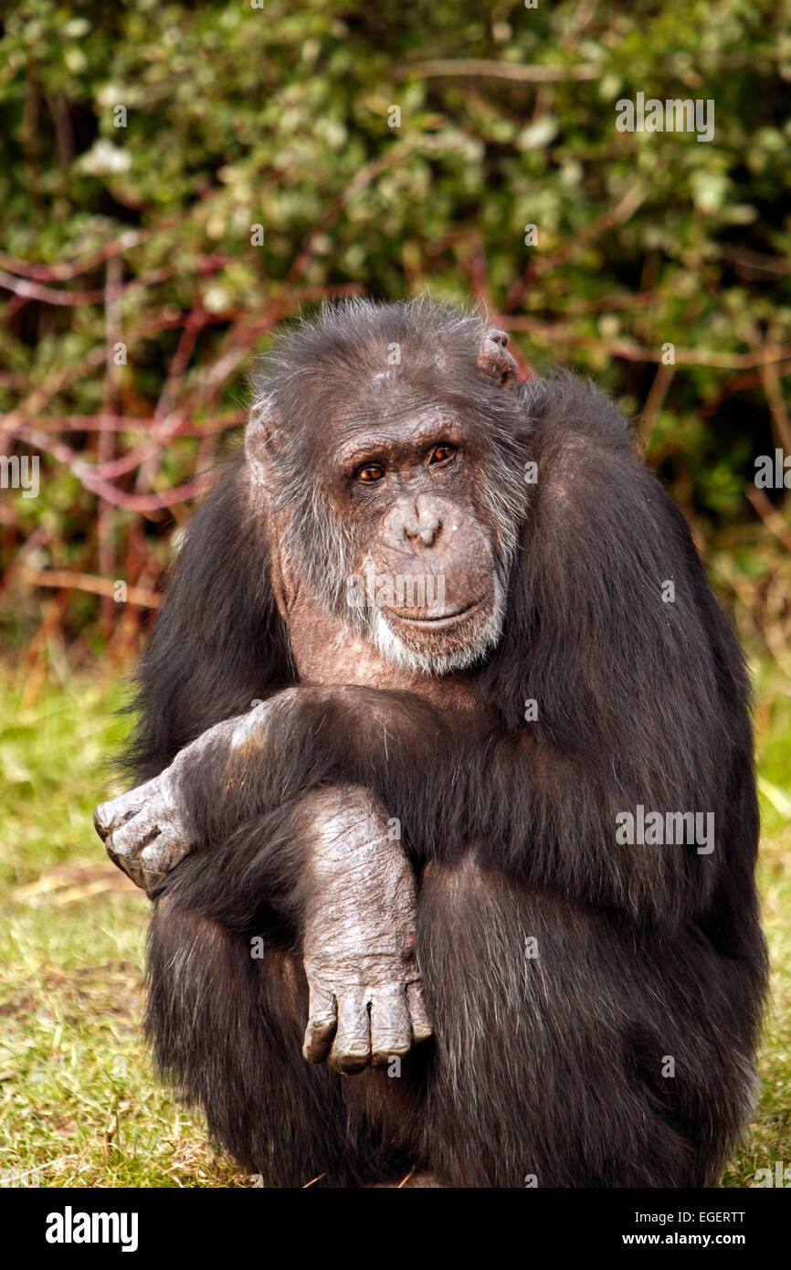 Pan genus hi-res stock photography and images - Alamy