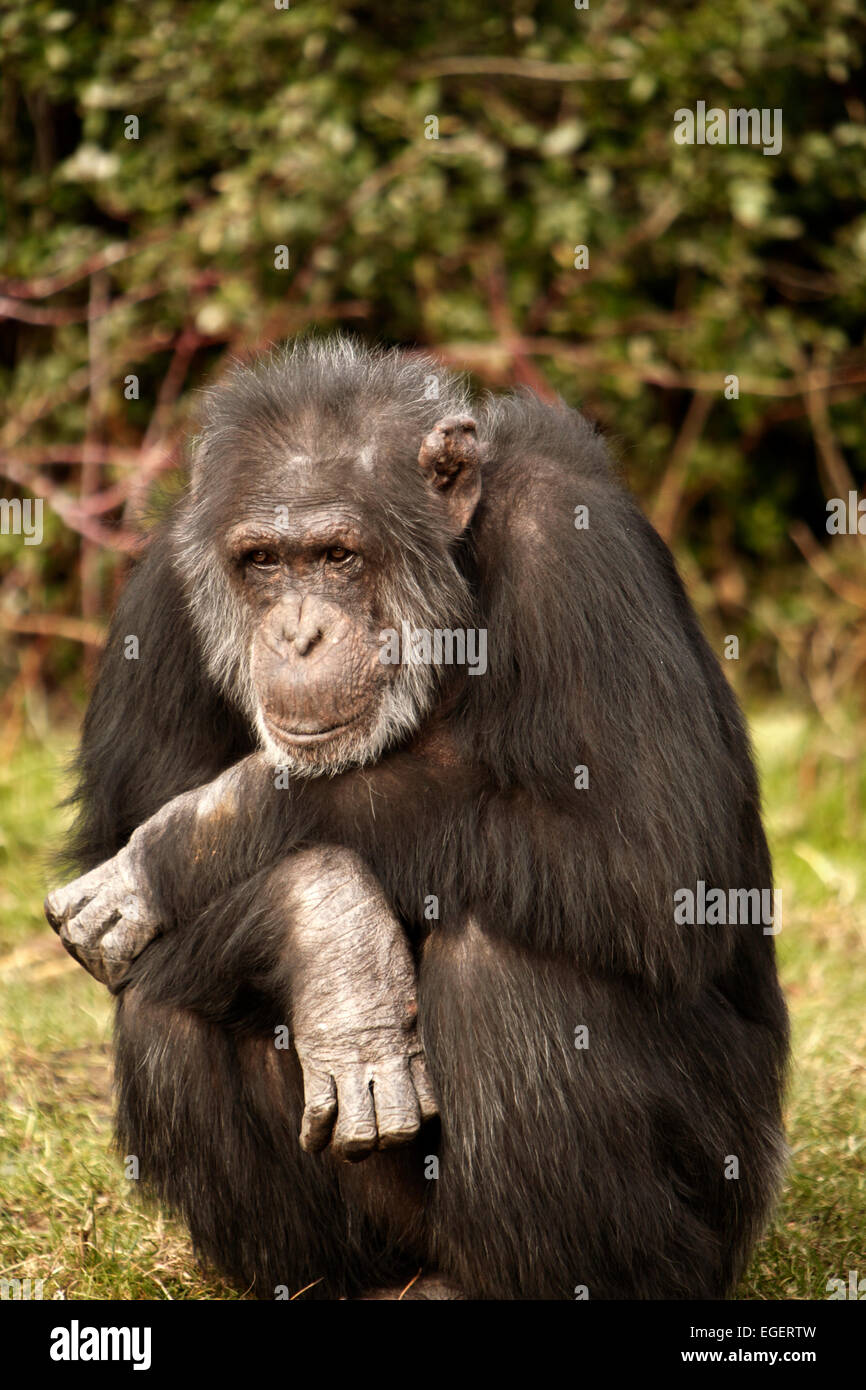 Chester zoo class hi-res stock photography and images - Alamy