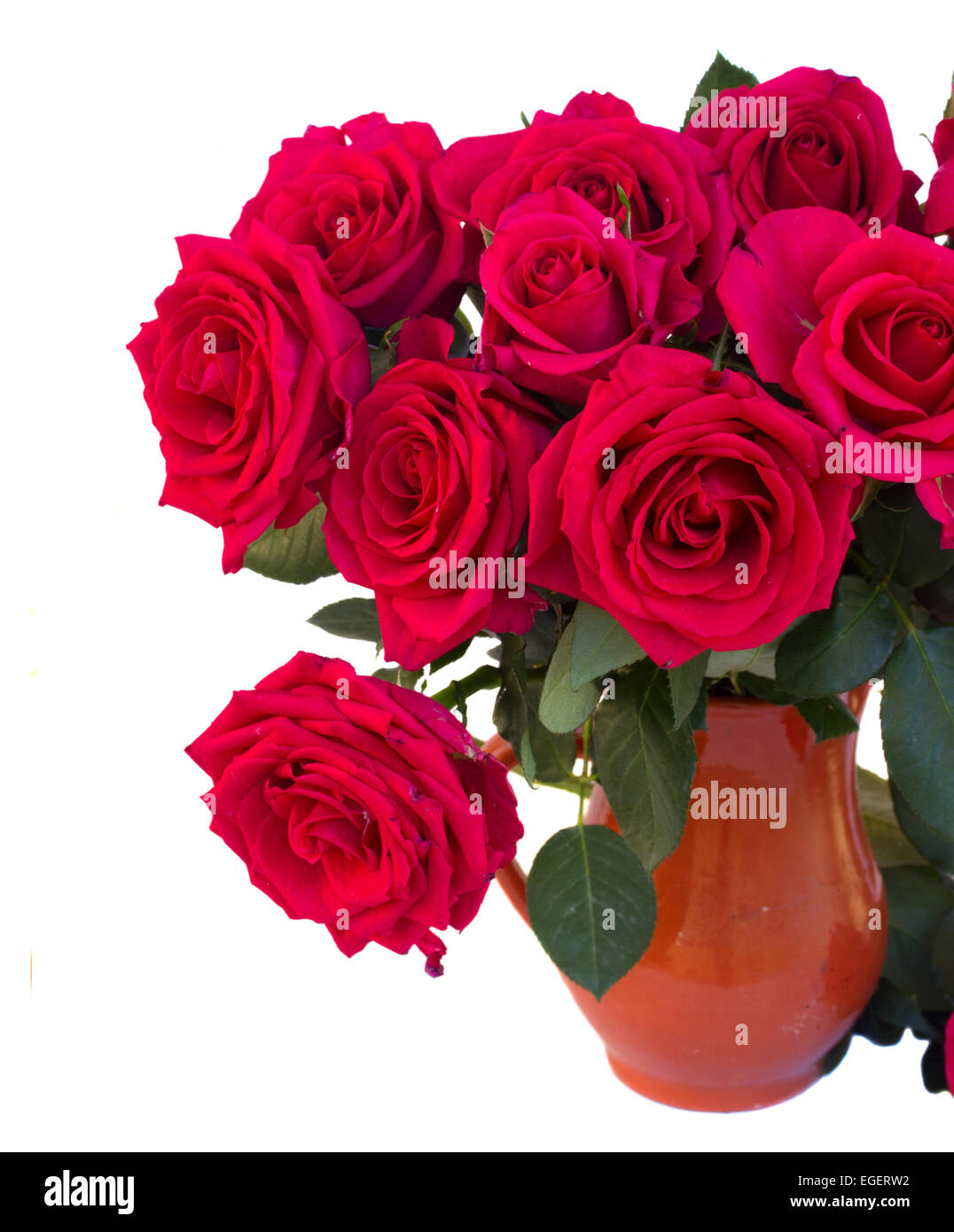 dark pink roses close up Stock Photo - Alamy
